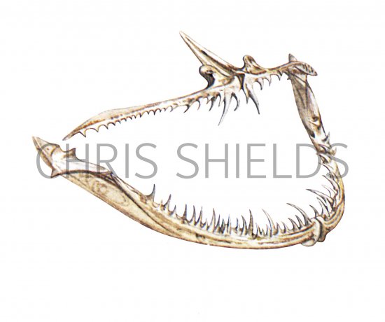 F005 - Angler Fish jaw (Lophius piscatorius) Illustration | Fish ...