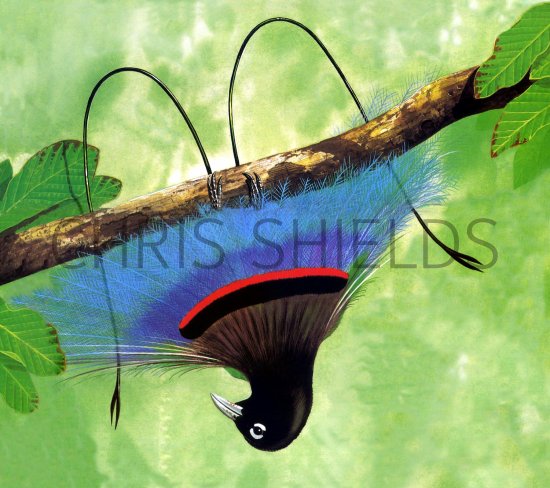 Blue Bird of paradise (Paradisaea rudolphi) BD007 Illustration | Bird ...