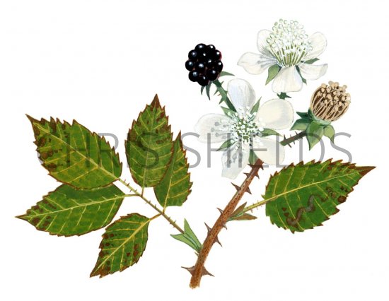 Bramble (Rubus fruticosus) B001 Illustration | Botanical Illustrations ...