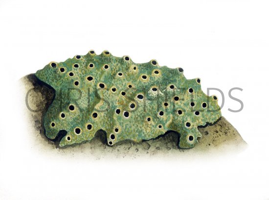 Breadcrumb Sponge (Halichondria panicea) OS001 Illustration | Other ...