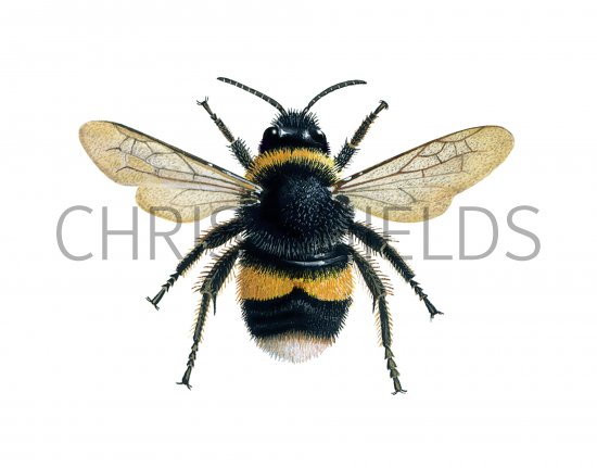 Bumblebee (Buff-tailed) (worker) Bombus terrestris IN001 Illustration ...