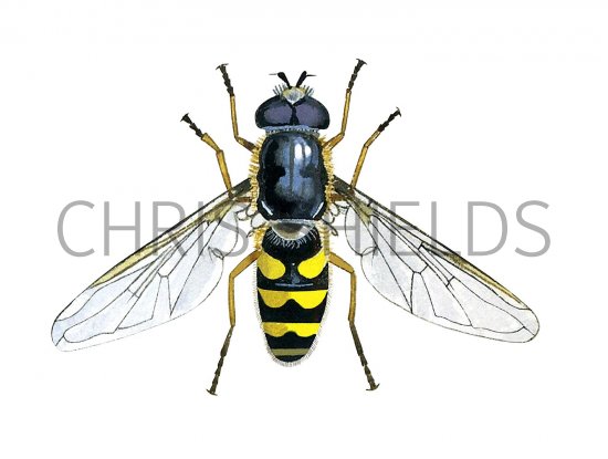 Hoverfly (Common Banded) Syrphus ribesii IN001 Illustration | Insect ...
