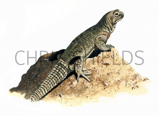 R019 - Dab Lizard (Uromastyx acanthinurus) Illustration | Reptile ...
