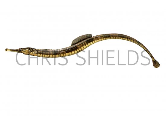 F145 - Pipefish Illustration | Fish Illustrations by Chris Shields