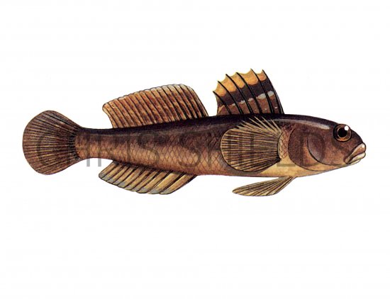 Illustration | Fish Illustrations by Chris Shields