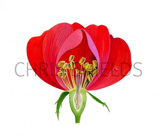 Rose cross-section B004 Illustration | Botanical Illustrations by Chris ...